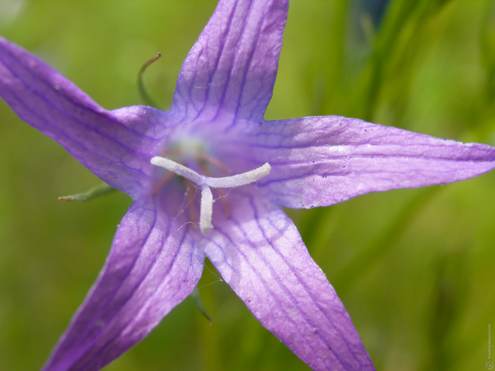 Free Use Photo Purple Flower In The Shape Of A Star FreeDifoto Free Use Photo Purple Flower In The Shape Of A Star FreeDifoto