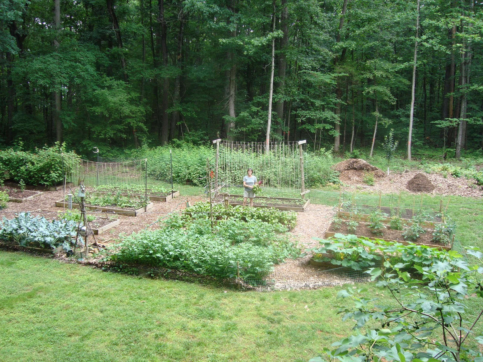 Sue's in the Garden Growing the Groceries: Evolution of a Garden