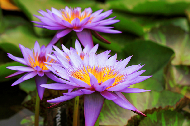Blue Lotus Water Garden ~ Dollymic