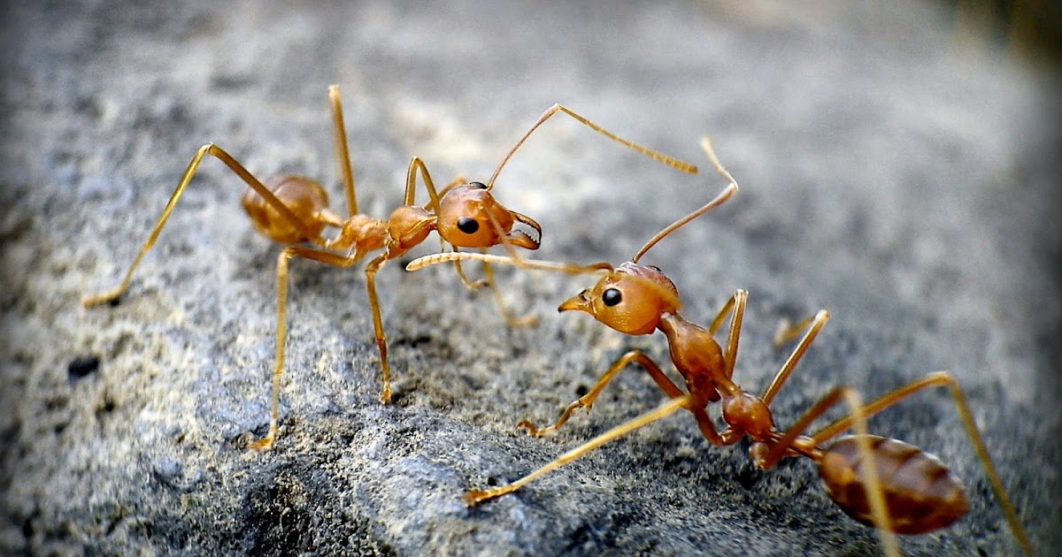 Filosofi Semut Kecil yang Bernilai Besar | Let's Share