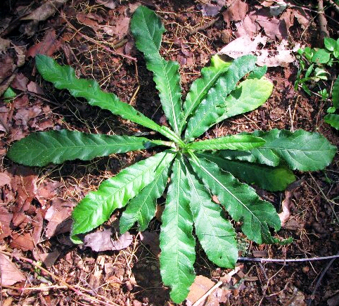 Herba & Tumbuhan: POKOK TUTUP BUMI / TAPAK SULAIMAN
