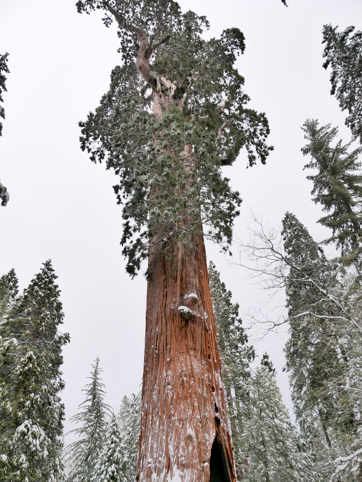 American Travel Journal: General Grant Tree Trail - Kings Canyon ...