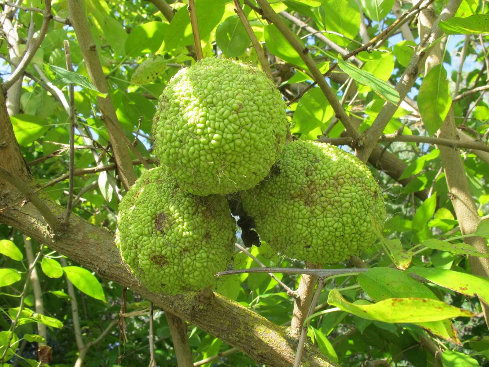 FLORA NEL SALENTO e.. anche altrove: Maclura pomifera (Raf.) Schneider ...