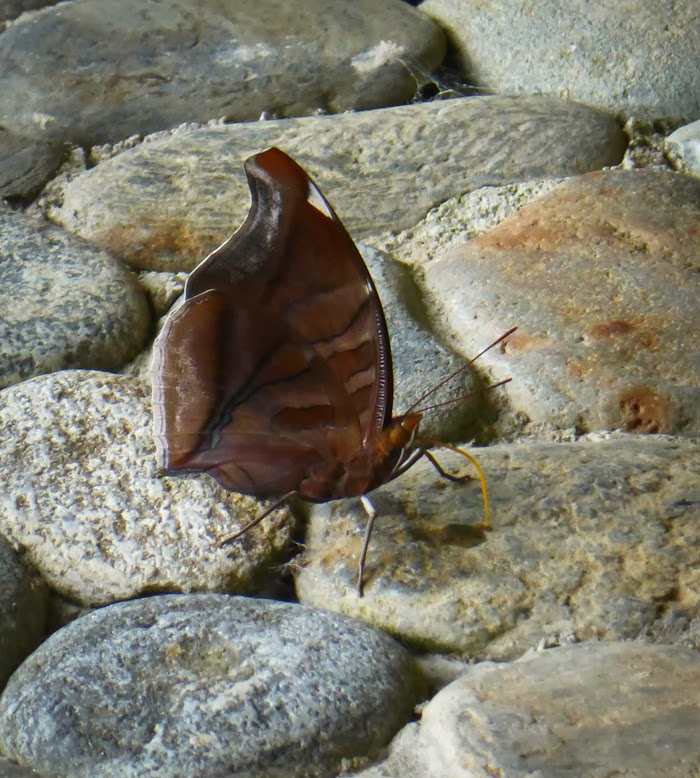 Art and Other Adventures with Narca: Digression: Butterflies in the ...