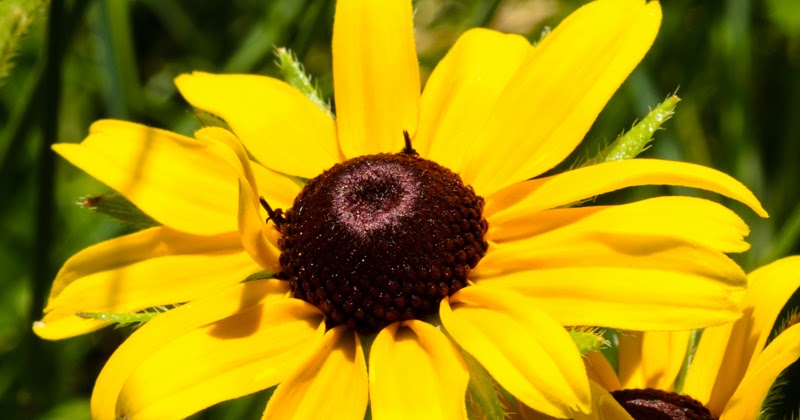 Prairie Wildflowers: Yellow