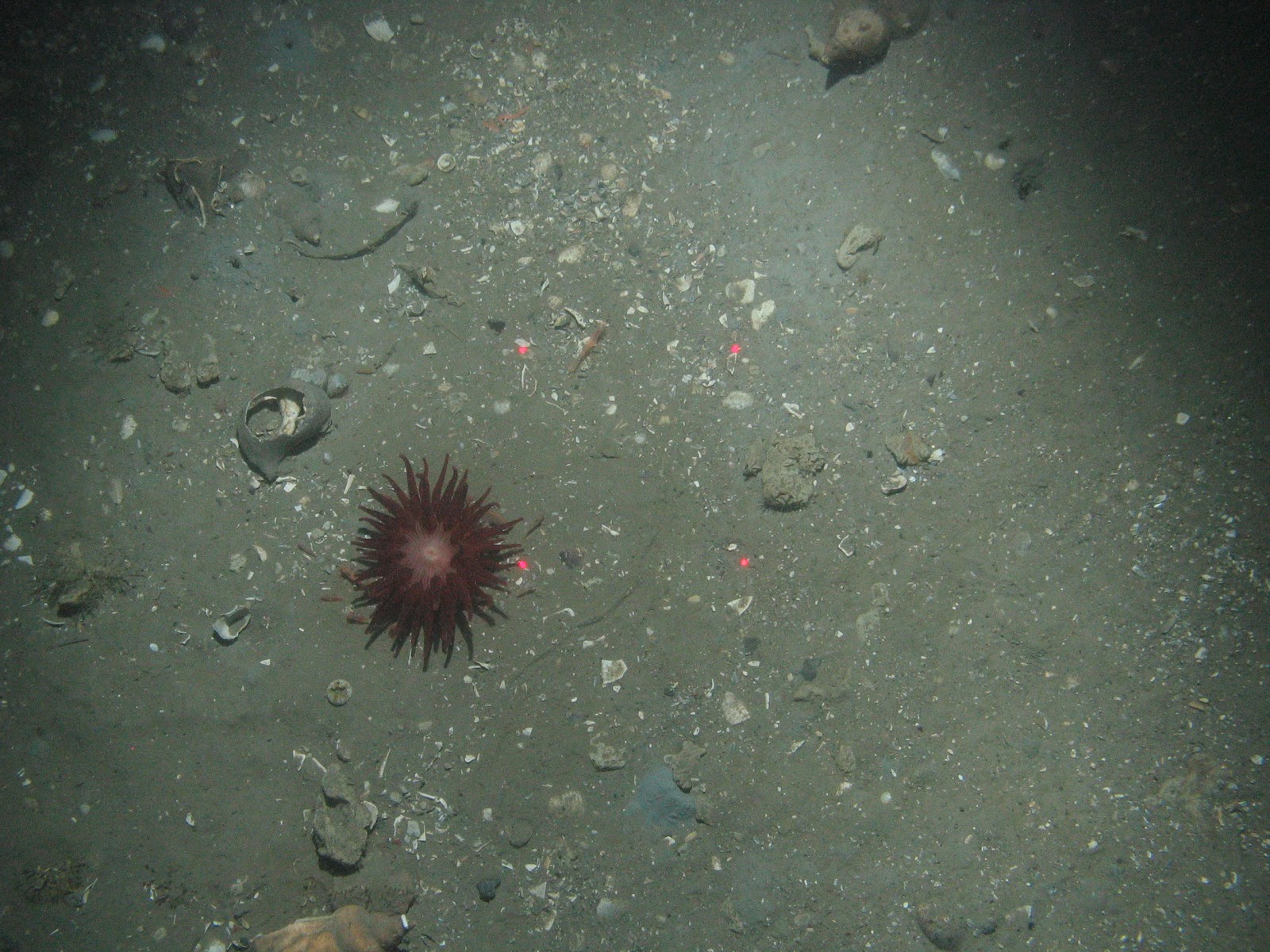 JNCC marine survey update: Shell hash and submarine structures...