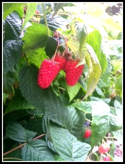 Desperate Gardener: Growing Raspberries in the Pacific Northwest