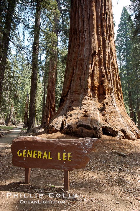 waone's articles: Robert E. Lee Tree: Pohon Terbesar kesebelas di Dunia