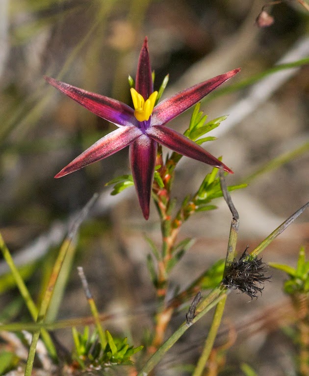 A Wandering Naturalist: Australia: Trigger Flowers, Orchids and Weeds
