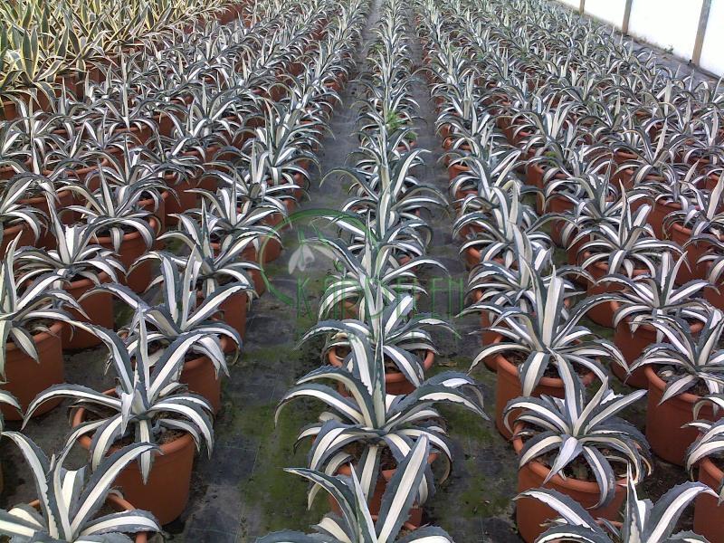 BAYINDIR BOTANİK: Agav Bitkisi( Agave americana )