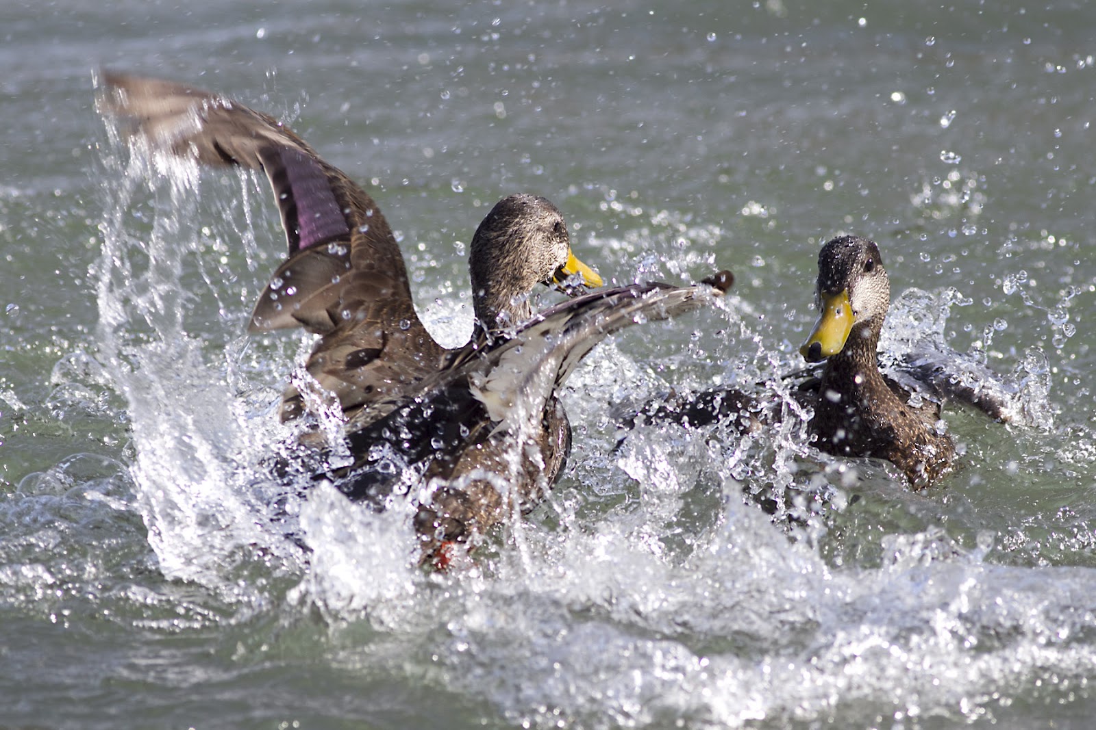 Ann Brokelman Photography: A selection of birds, ducks and wildlife ...