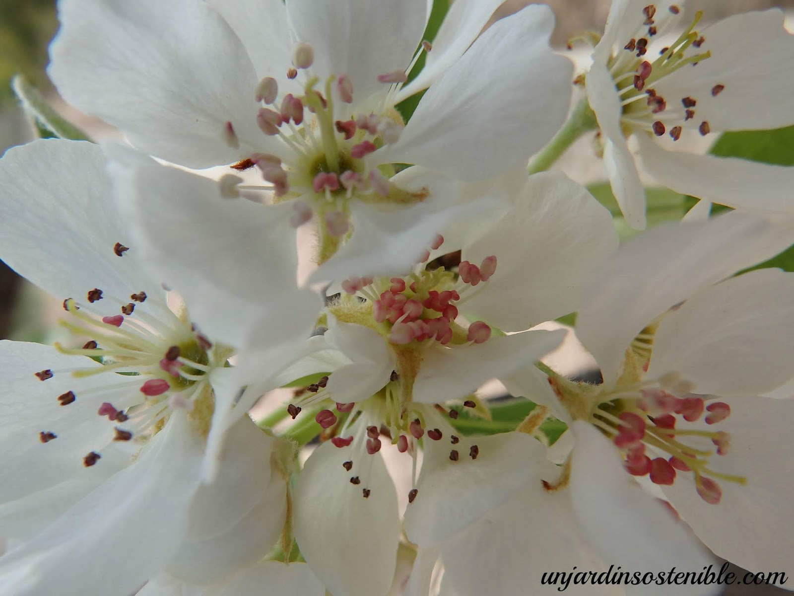Pyrus communis (Peritas de San Juan, Peritas de la Reina etc.)