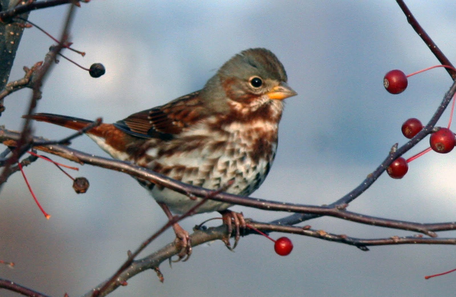 Chris's 2012 Bird-a-Day Blog: January 6 - Fox Sparrow