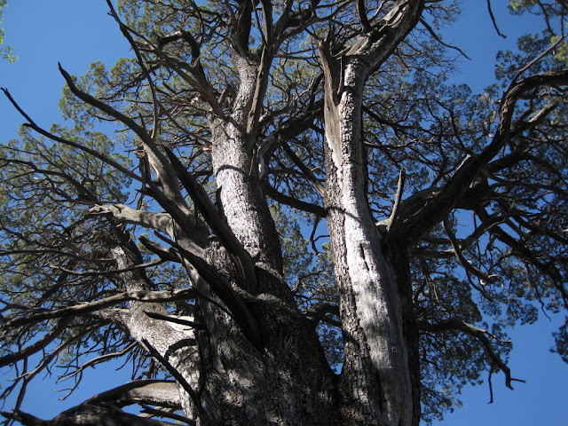 "Big Tree" Alligator Juniper