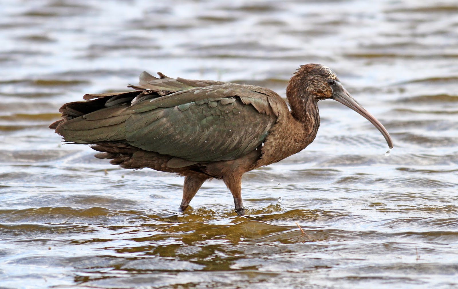 Navarra al natural: Una gran tarde pasada por agua. Morito común ...