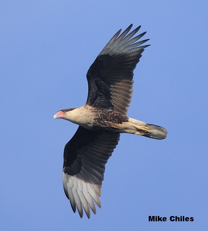 Friends of Hagerman National Wildlife Refuge: Crested Caracara: the ...