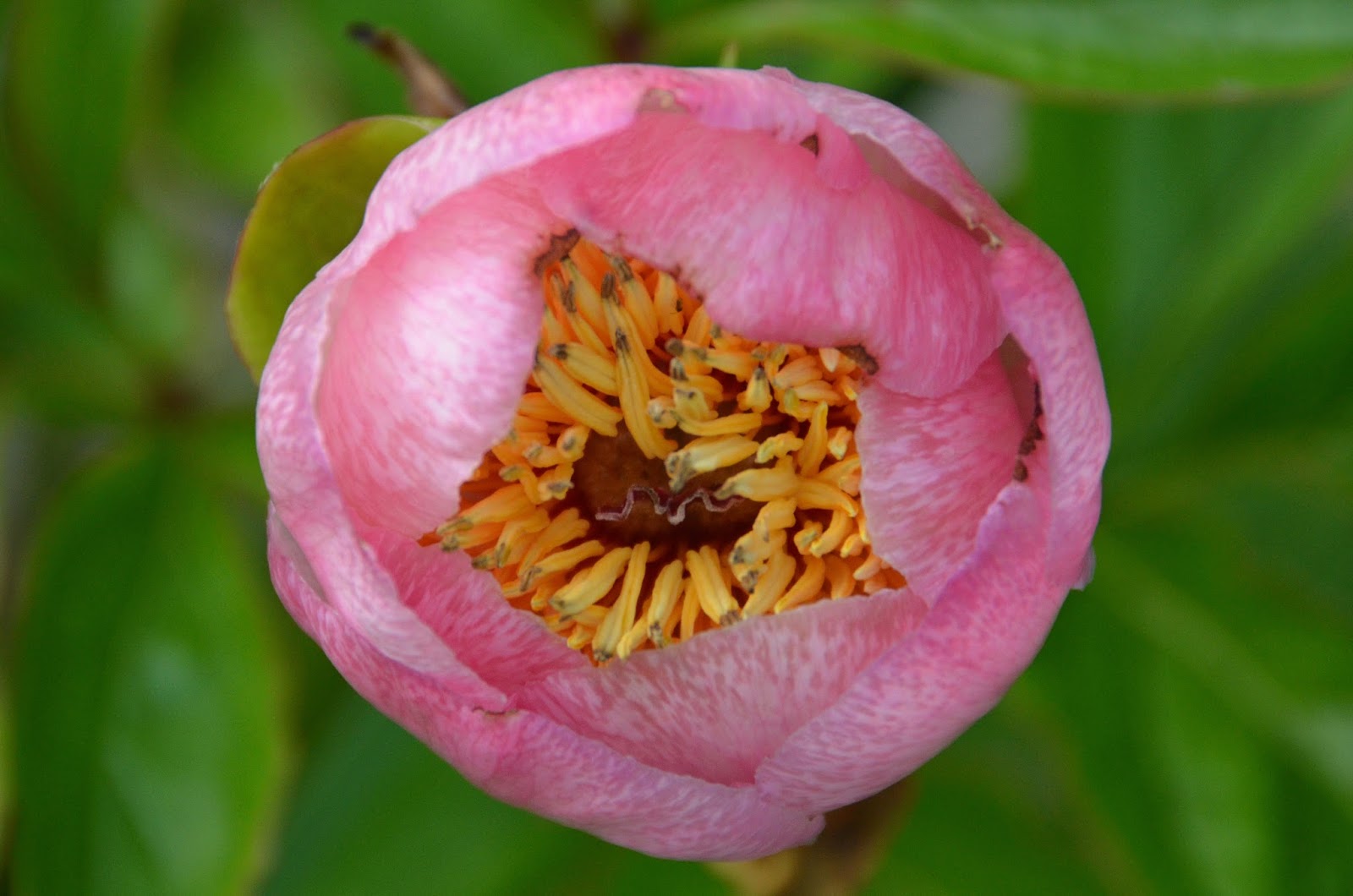 Southern Peony: 2017 Rough Winter on Early Peonies