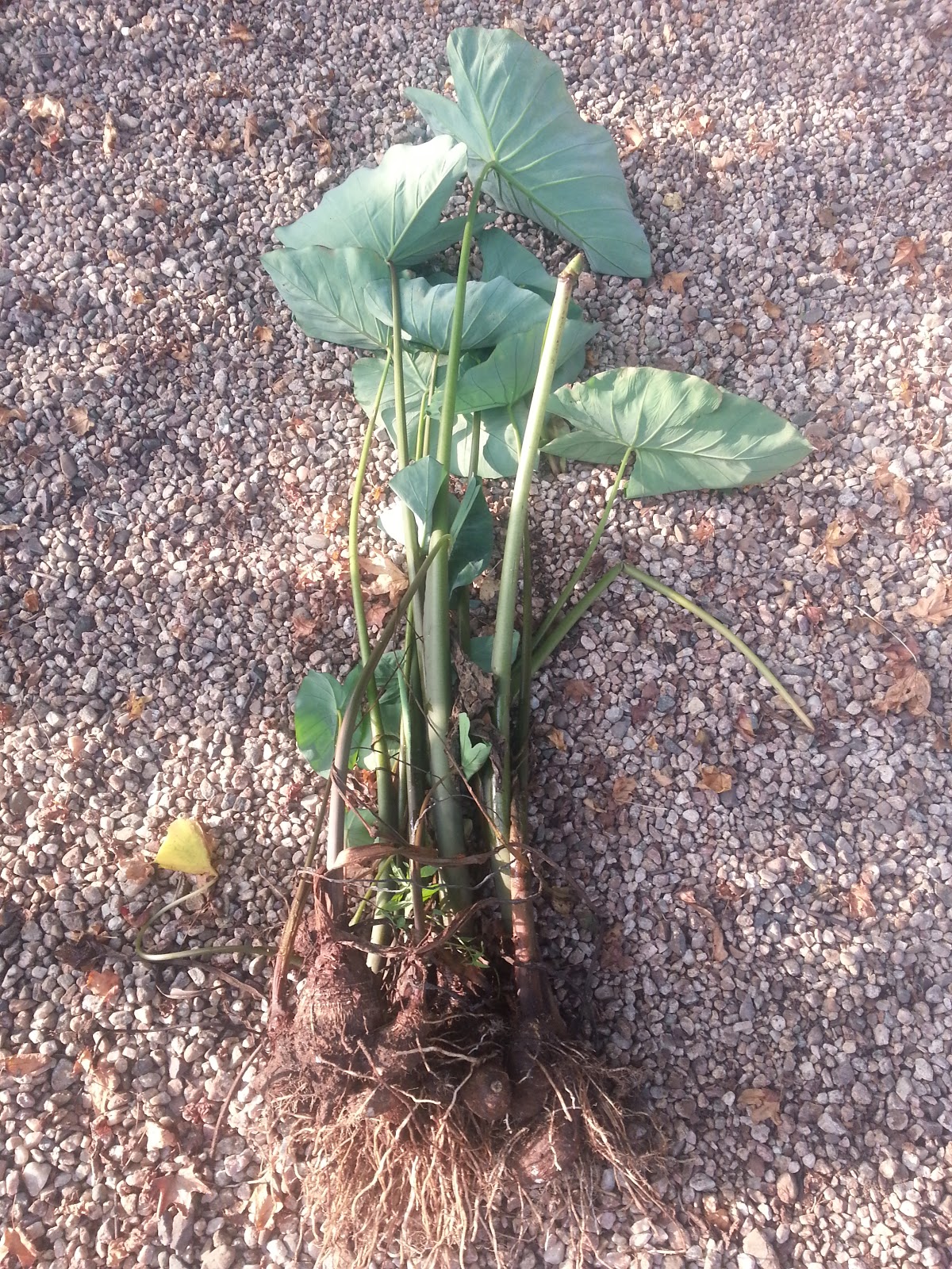 Amadumbe or Madumbis: a Traditional Harvest of Rural KwaZulu-Natal