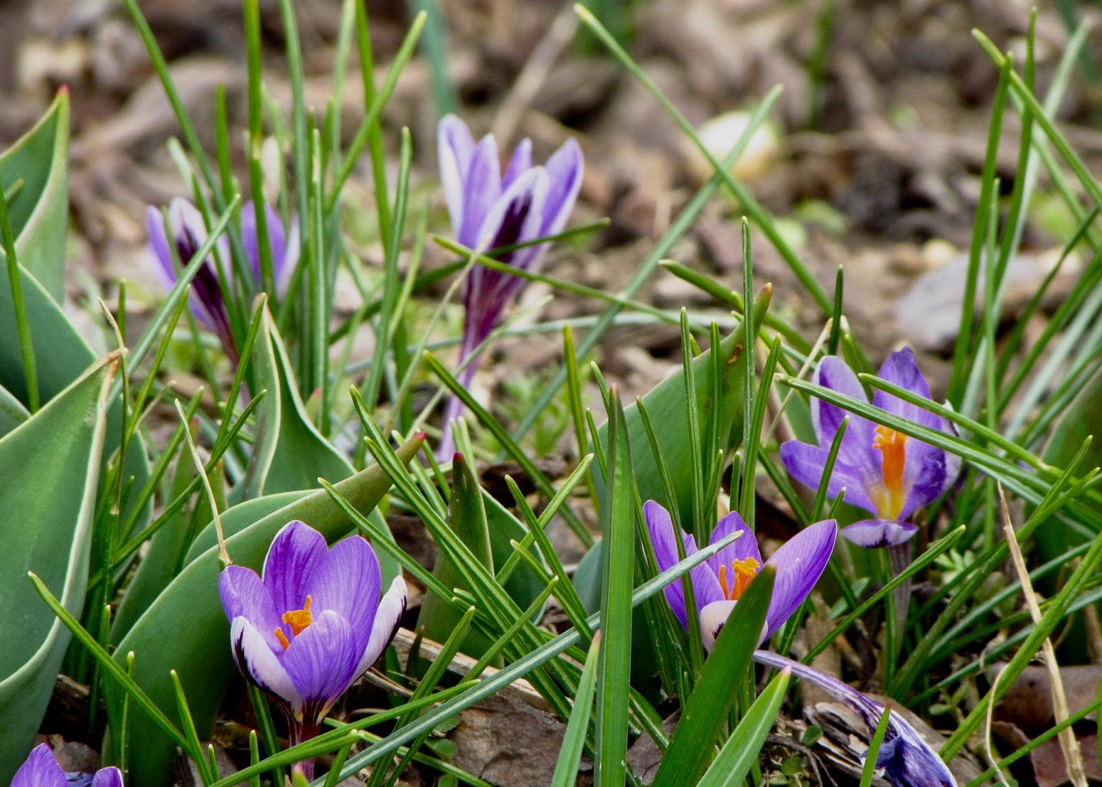 Life In Robin's Nest: Marching into Spring
