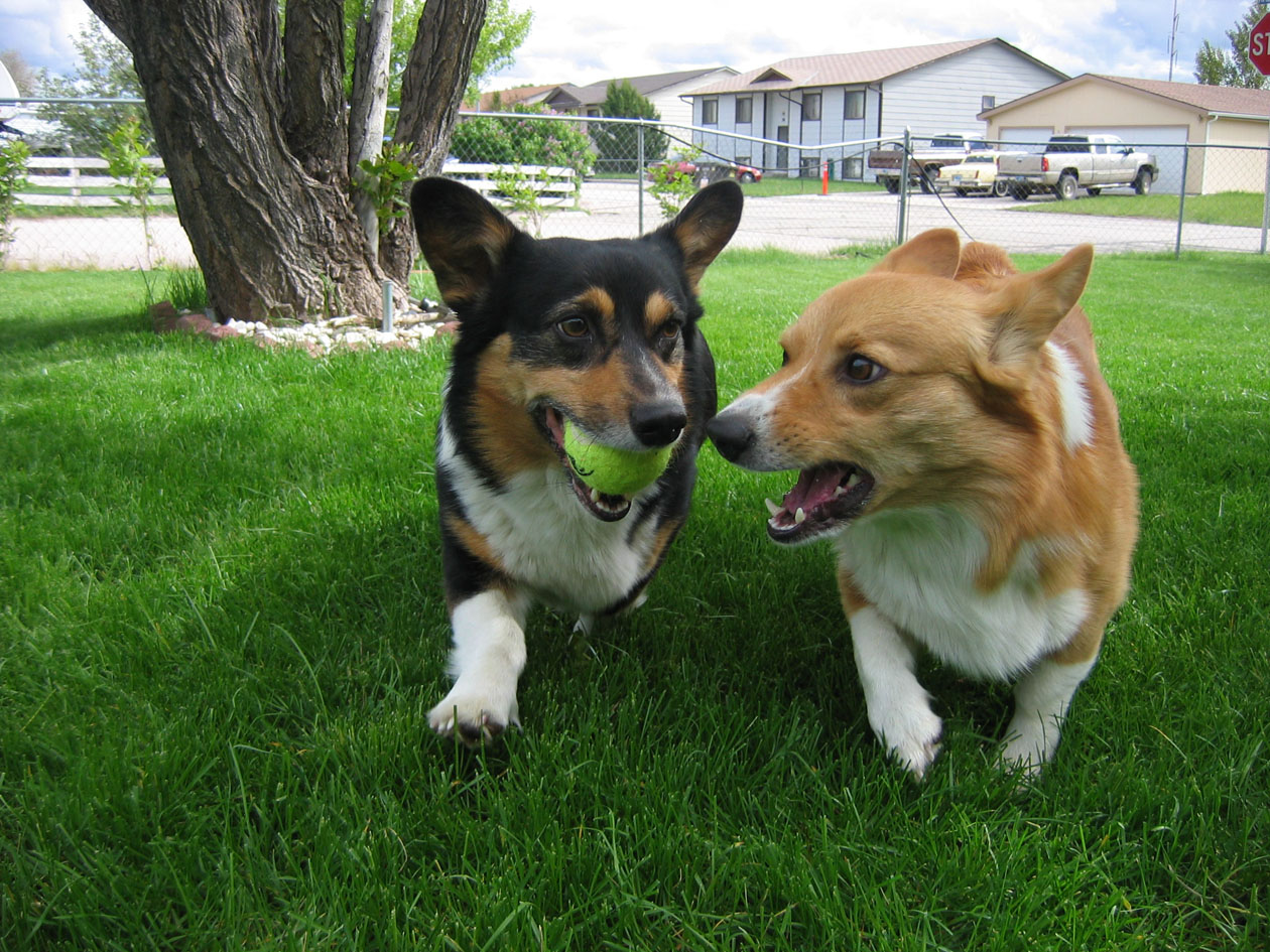 Life On The Periphery: Summer Corgis