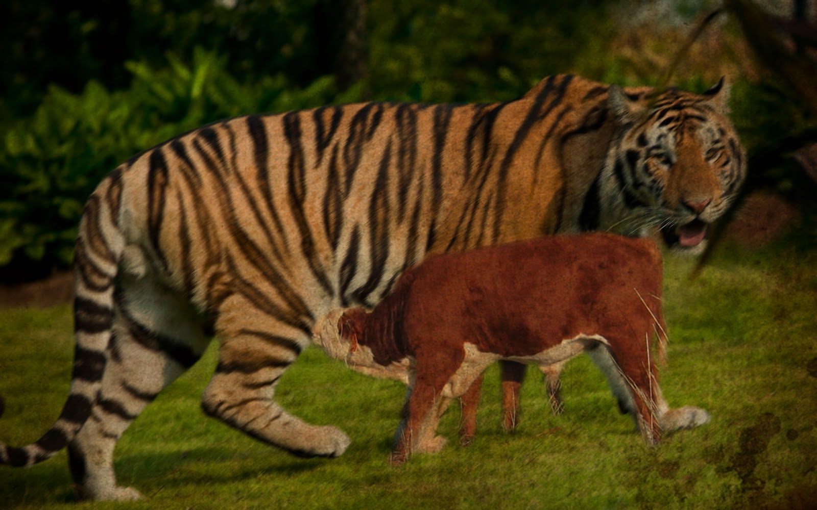 The Amazing Thailand: Takrut Koh Kin Nom Ser (Cow Drink Tiger Milk ...