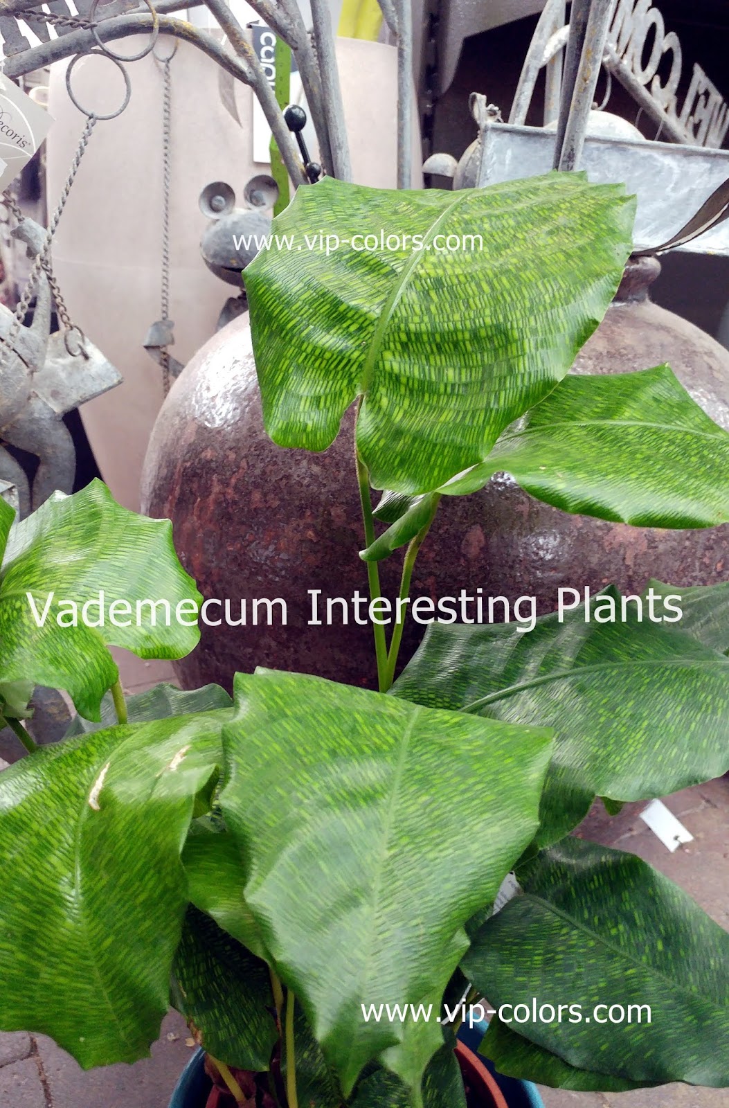 Vademecum Interesting Plants: Calathea (soorten) - Kalatea, ostrzeszyn ...