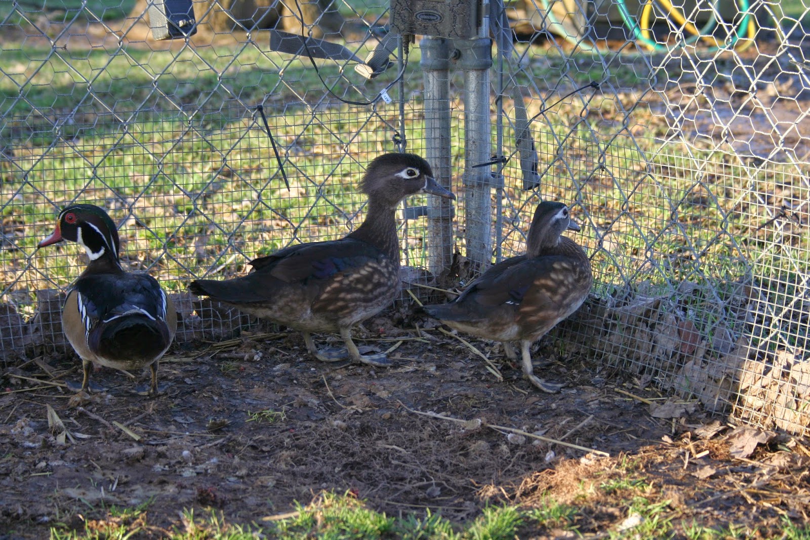 Chicken Scratch Poultry: Farm Happenings - Raising a Baby Wood Duck