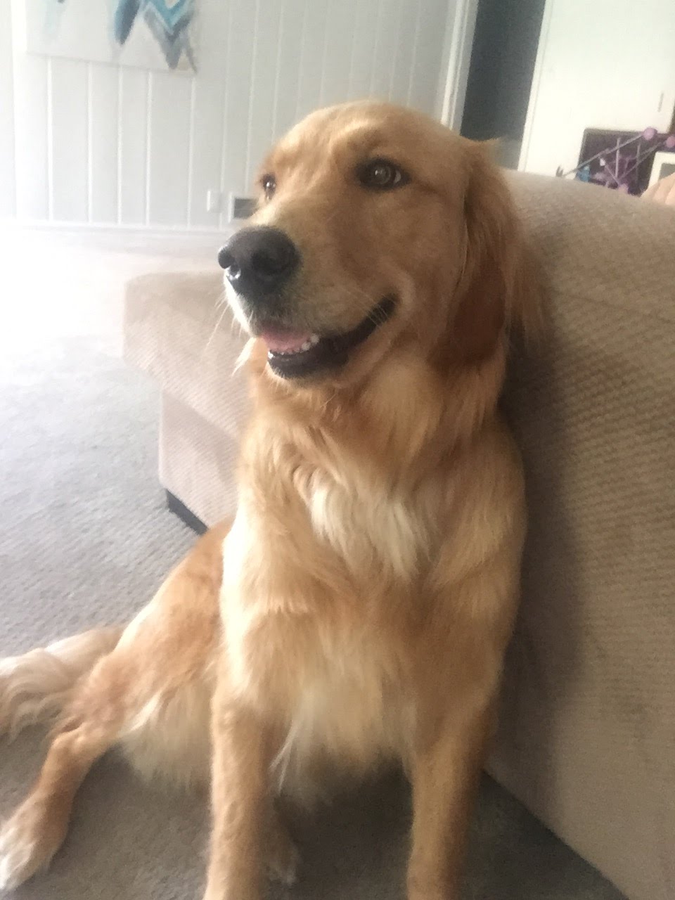 Golden Haven: F1 vs F1b Goldendoodles