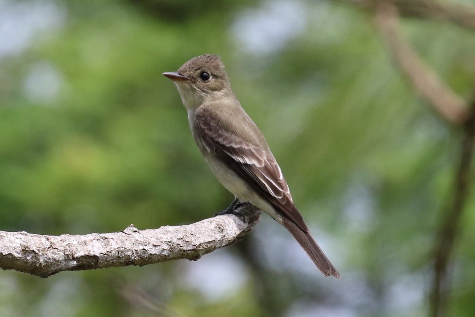 Antshrike's Bird Blog: Western Wood-pewee at South Padre Island, 5/24/16