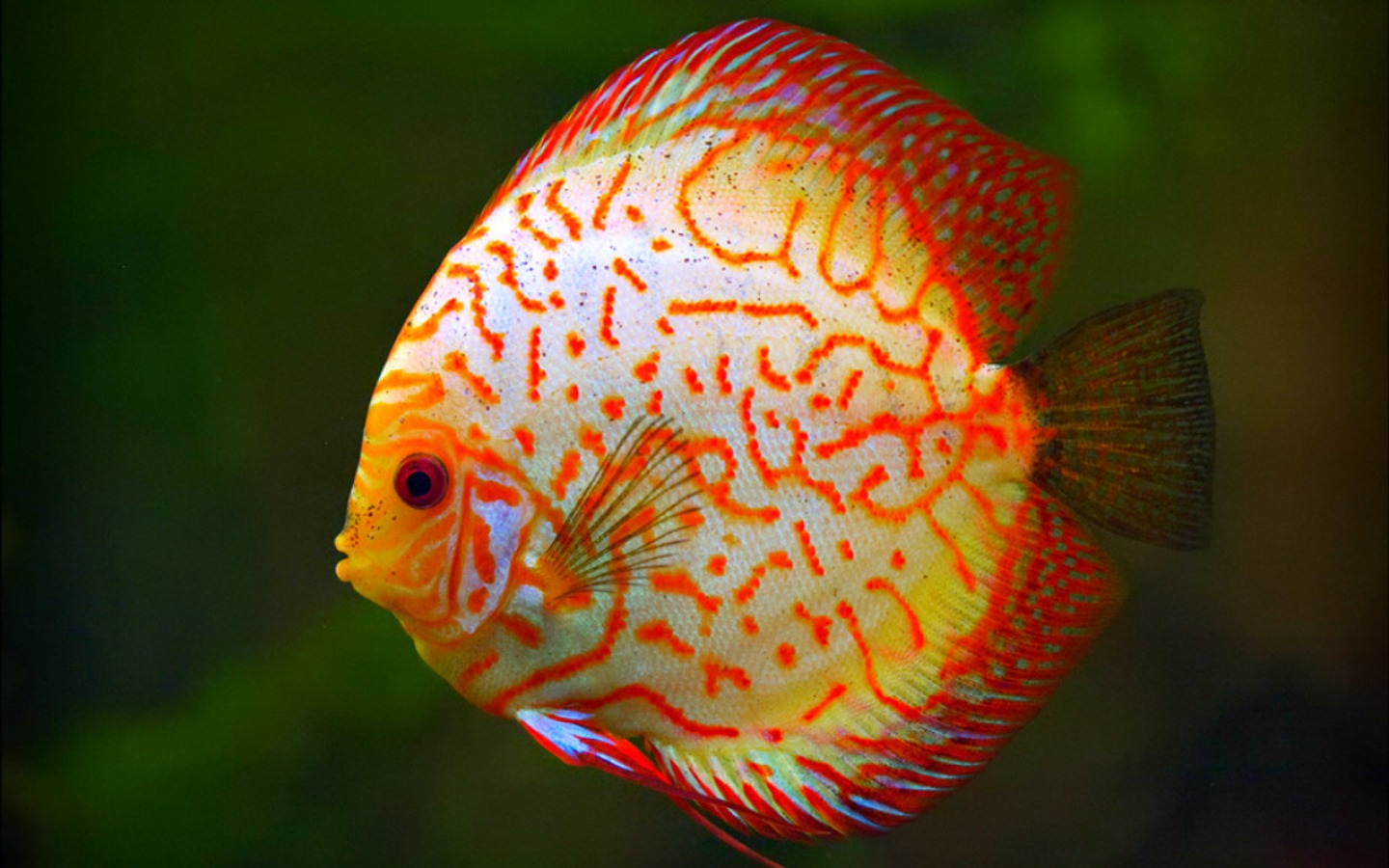 Pesti Exotici - Discus | Poze Super Misto