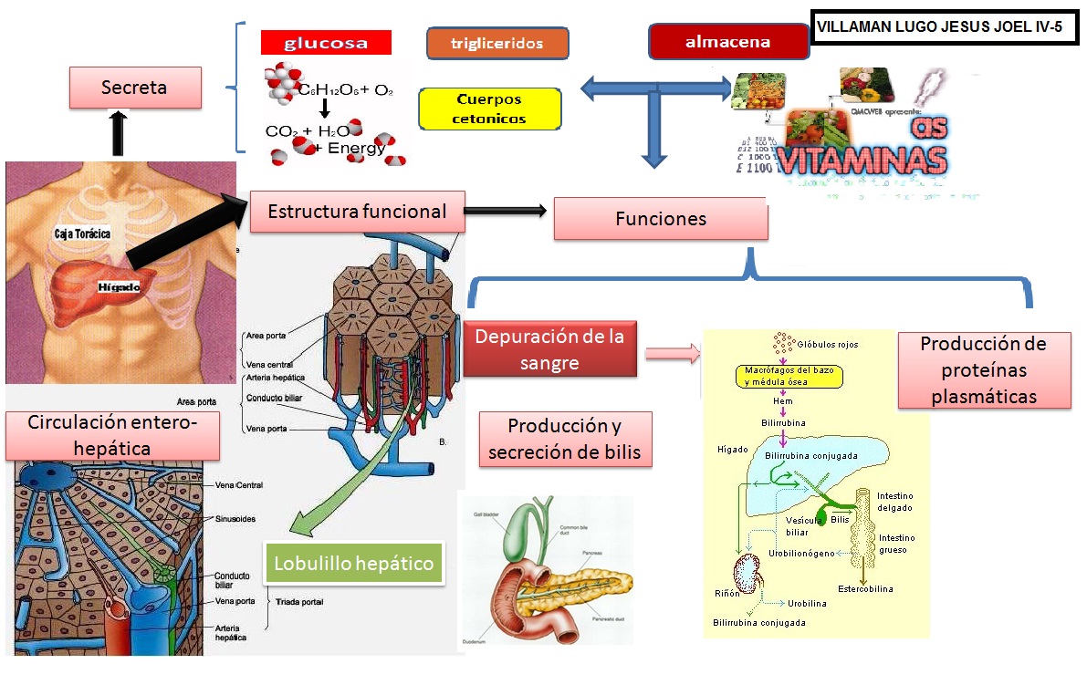 FISIOLOGIA: MAPA MENTAL DE HIGADO
