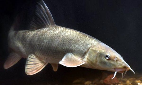 Viskas apie žvejybą ir žuvis.: Ūsorių gaudymas