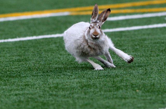 Matt Of All Trades: Best Football Touchdown Celebration EVER Was Done ...