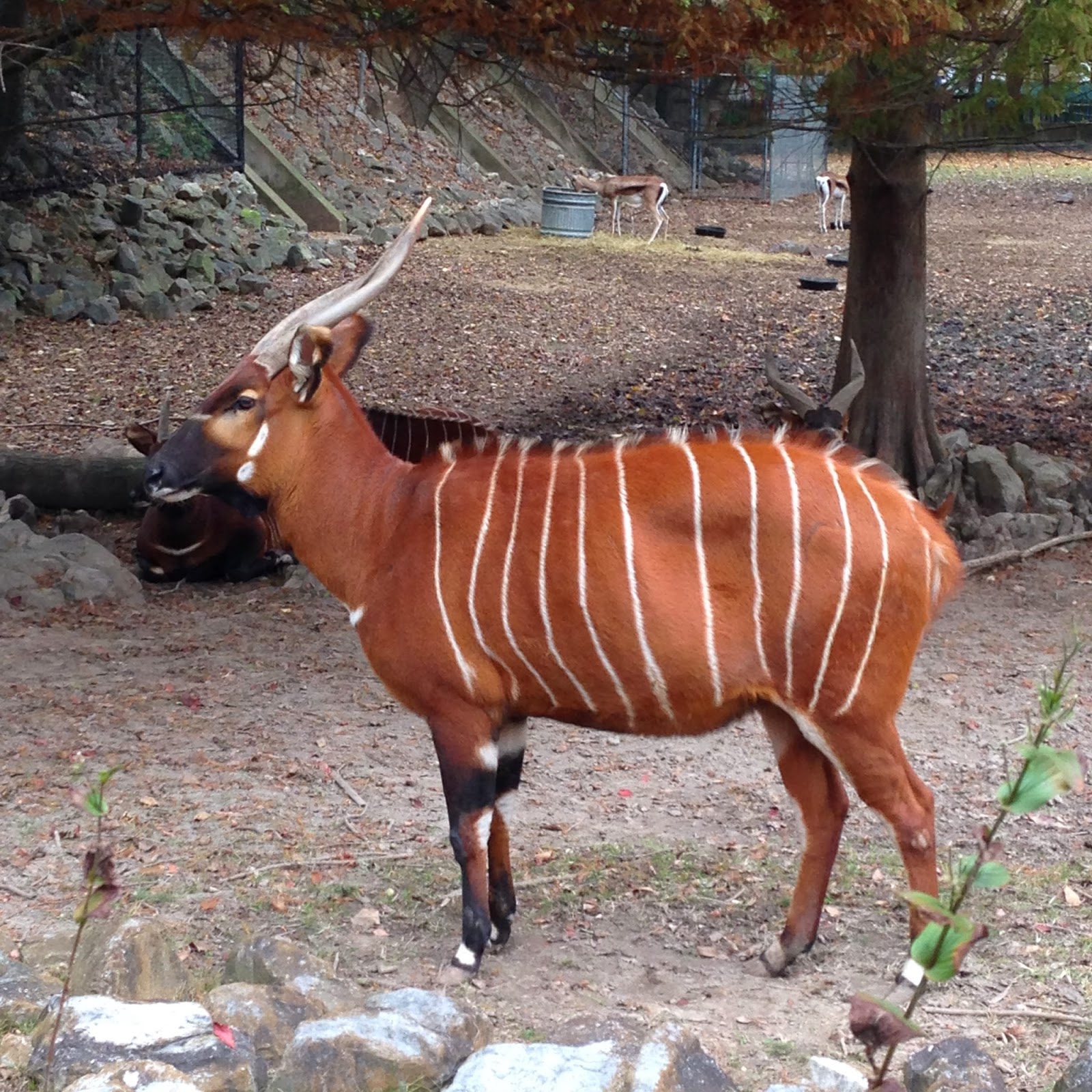 History & Pearls: Memphis Life: Memphis Zoo