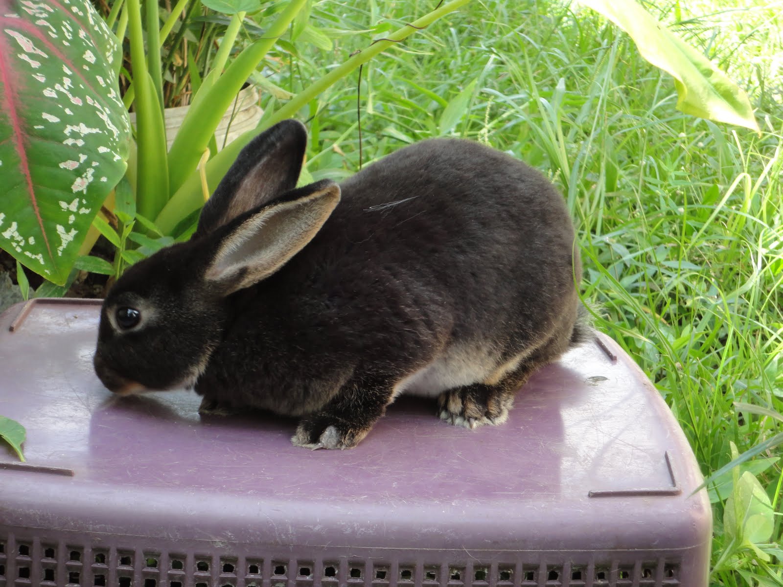 Rahim Rabbit: Koleksi Gambar 'Rabbit'