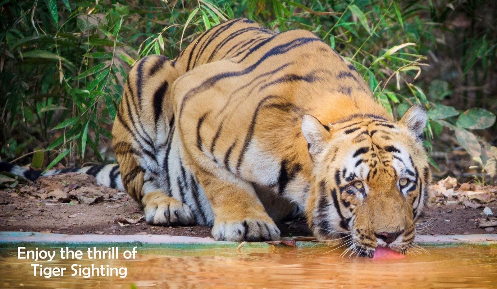 Tadoba Tiger Safari: Tadoba-Andhari Wildlife Safari - The Real Terrain ...