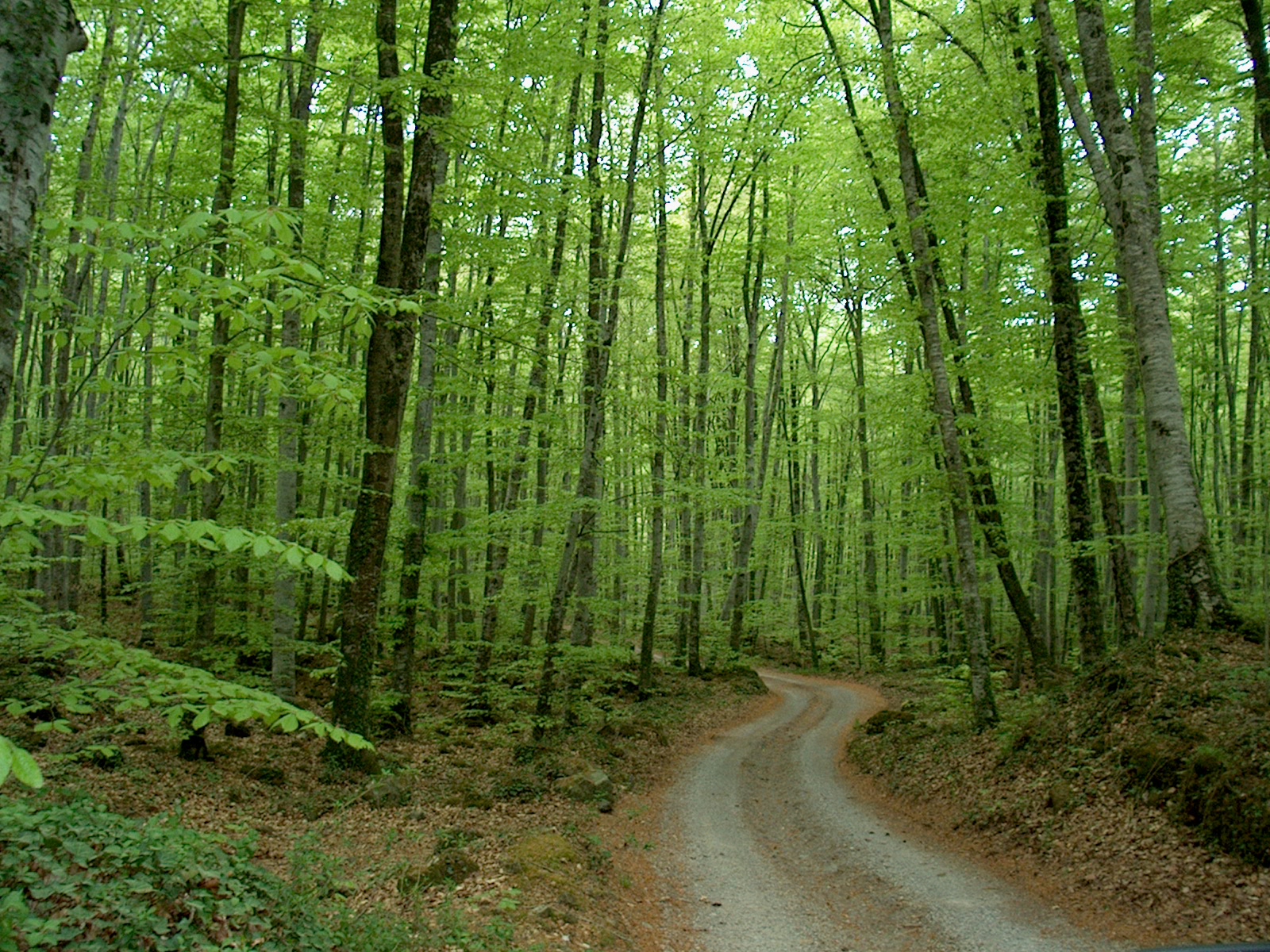 Coronel Von Rohaut: "La fageda d'en Jordà"