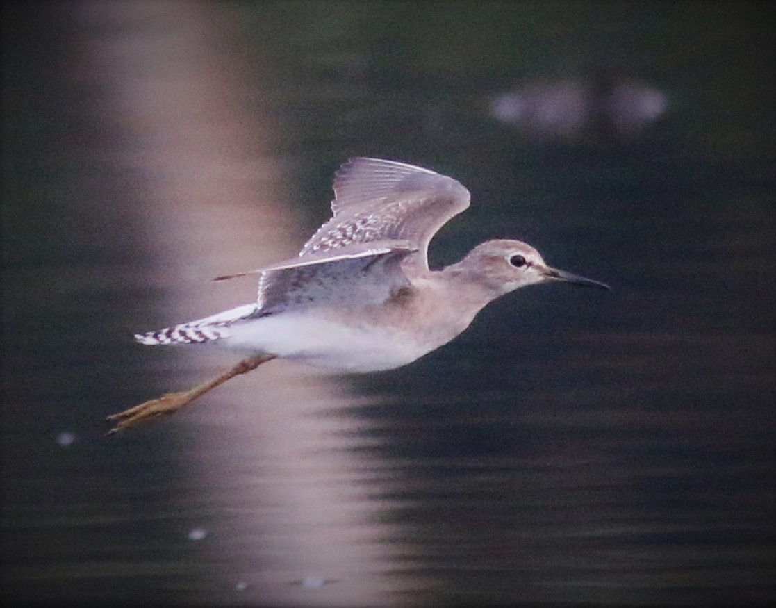 Ron-Nature-Adventures: A Comparison Between Wood Sandpiper and Common ...