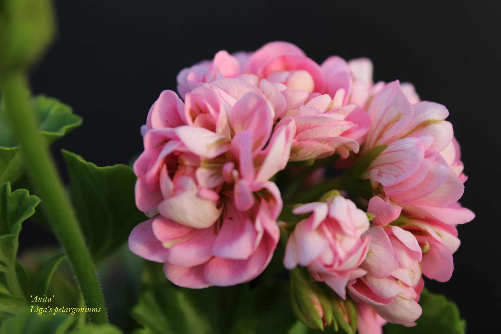 Lìga's pelargoniums.: 'Anita'