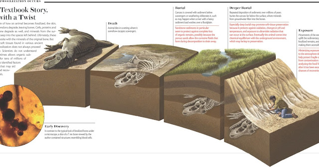 What is Fossil (Simplified Paleontology) ~ Your Daily Magazine is here