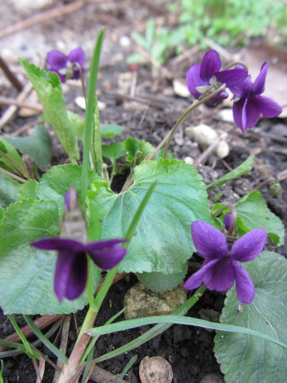 Natalia Levis-Fox and Fast Solutions: Wild Violets By Miracles