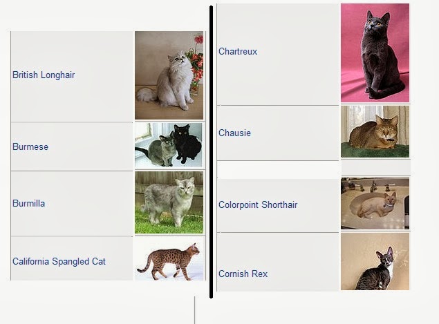 cat breeds - General Knowledge