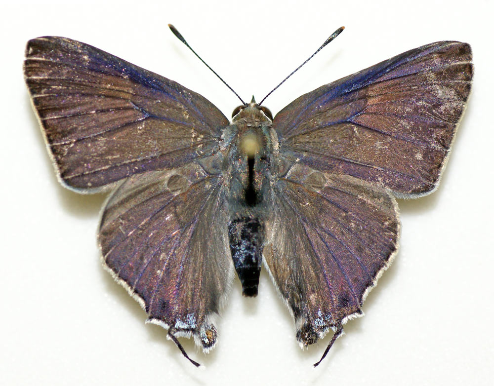 ENTOMOLOGYLIBRARY: Pests on Fruits 3. Sapota