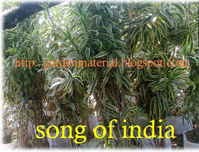 MENGENAL HAMA TANAMAN: song of india