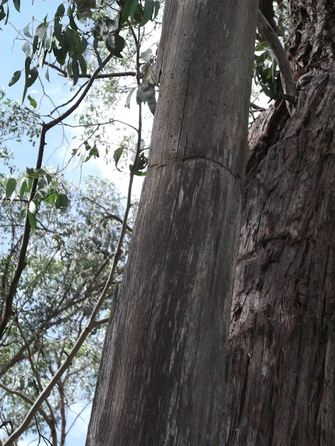 A Woodsrunner's Diary: Debarking Dead Trees, Shelter Roofing, Cordage ...