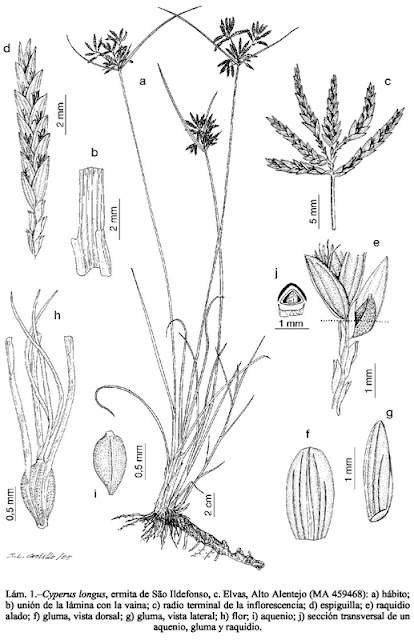 PLANT FAMILIES OF PUERTO RICO AND FLORIDA PAPO VIVES: CYPERACEAS ANATOMÍA