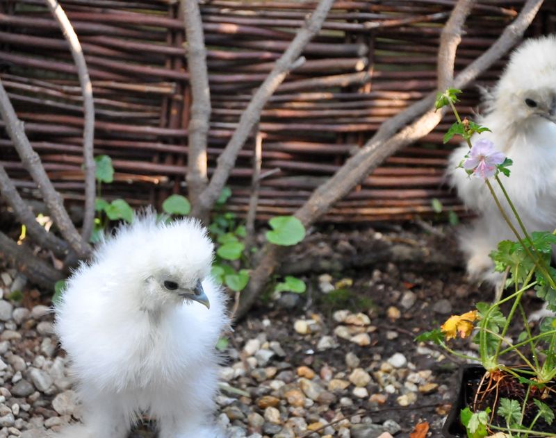 vignette design: Design Bucket List #4 - Backyard Chickens!