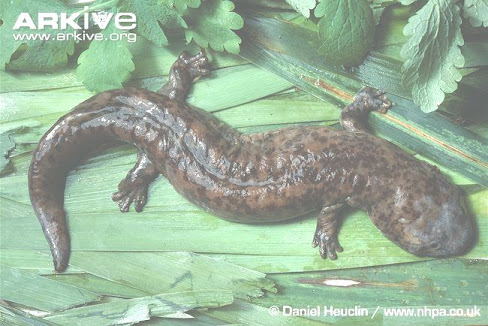 Blog Belajar IPA SMP: Salamander Raksasa Fosil Hidup Amphibia