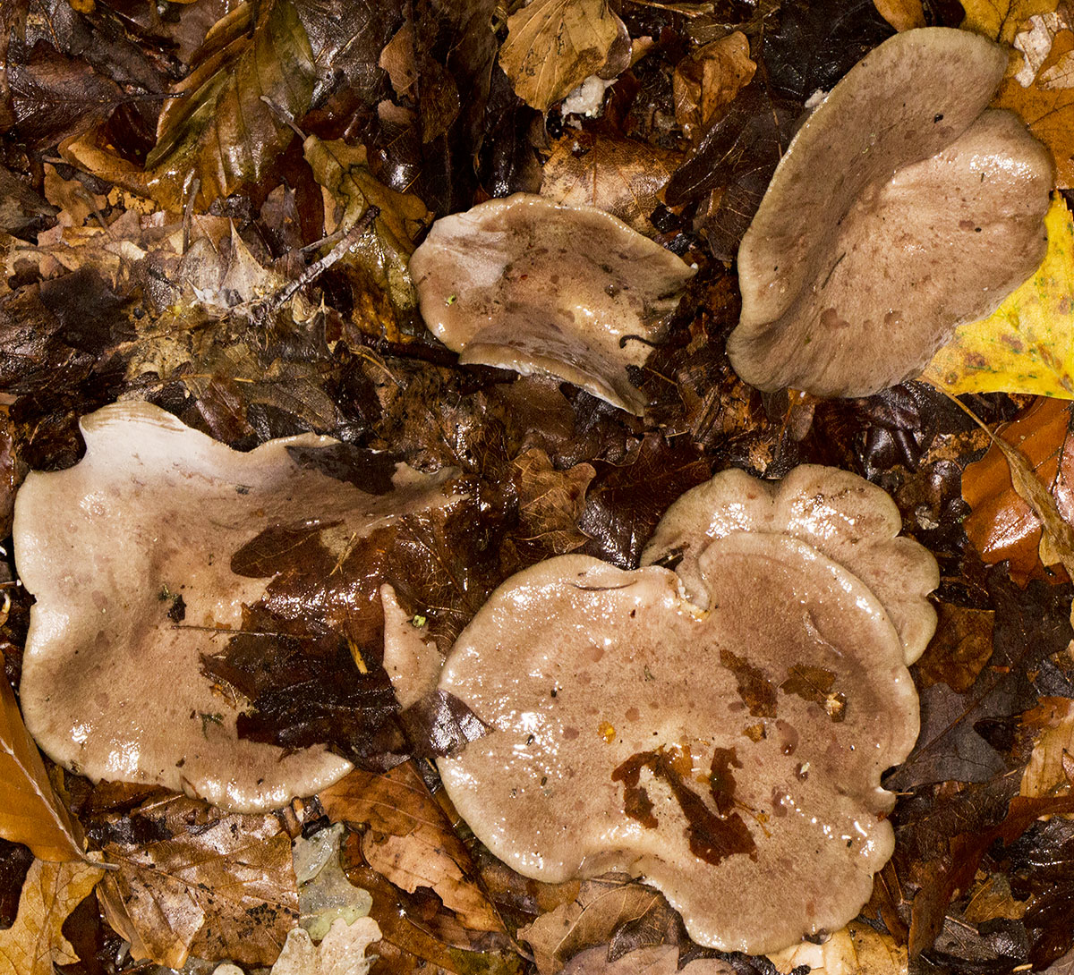 Lactarius species at Keston | Naturally
