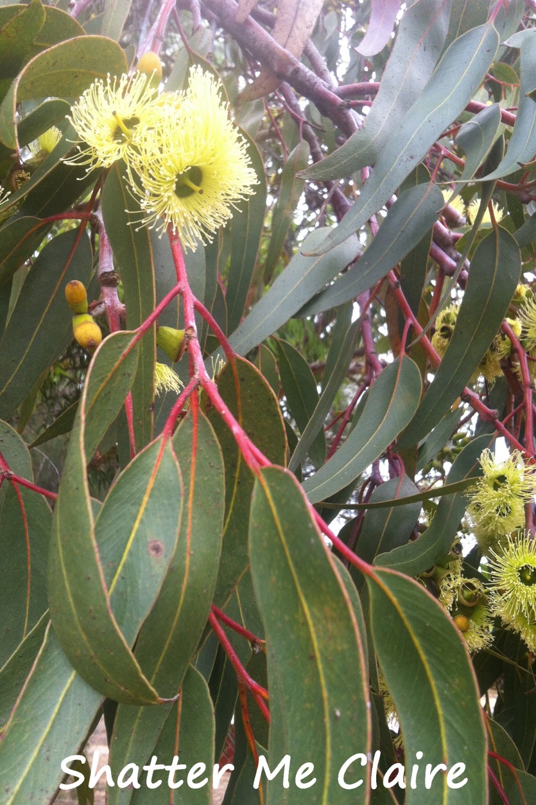 Shatter me Claire: ... Pretty Serious - Blue Gums on Boxing Day ...
